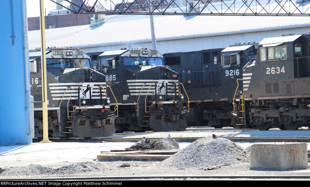 Collection of Horses